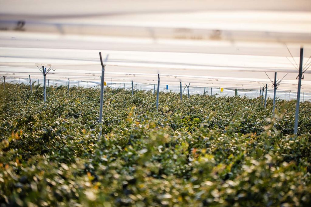 Drip & Micro Irrigation Systems | Agrico
