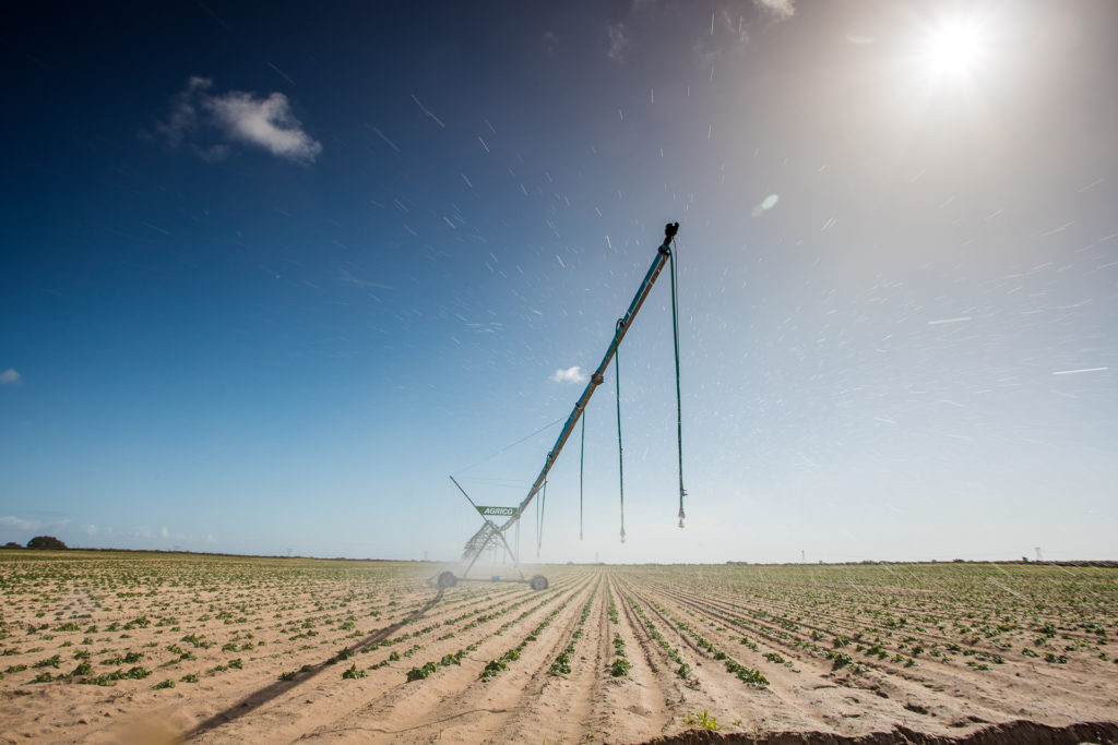 What makes a Sandveld potato special? | Agrico