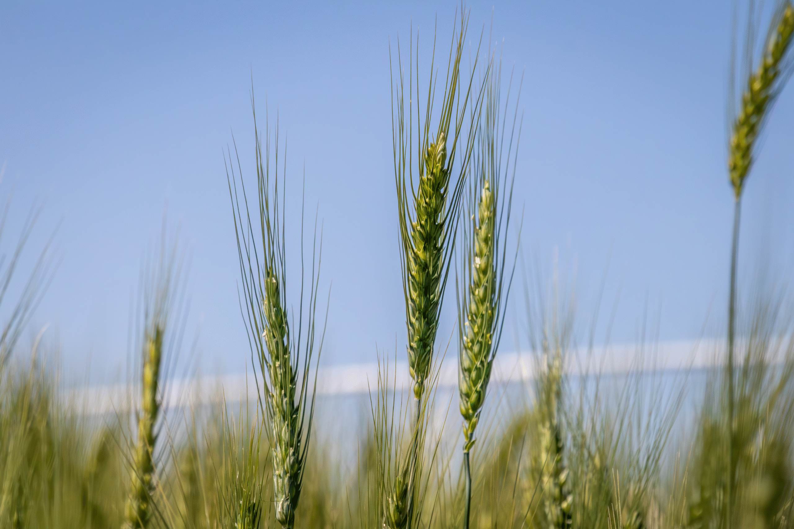 Betroubare vennootskap maak boerdery in Botswana ’n werklikheid | Agrico